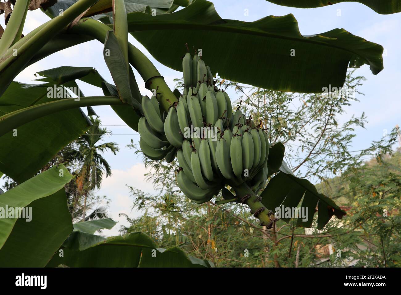 Close up of a ash plantain tree with growing banana fruits Stock Photo ...
