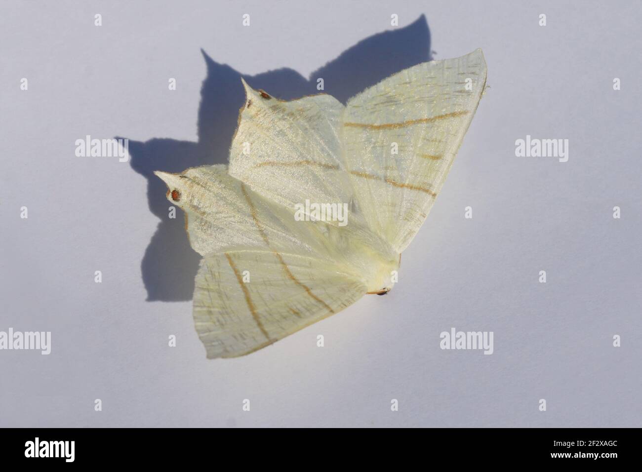 Ourapteryx sambucaria (swallow-tailed moth) is a moth of the family ...