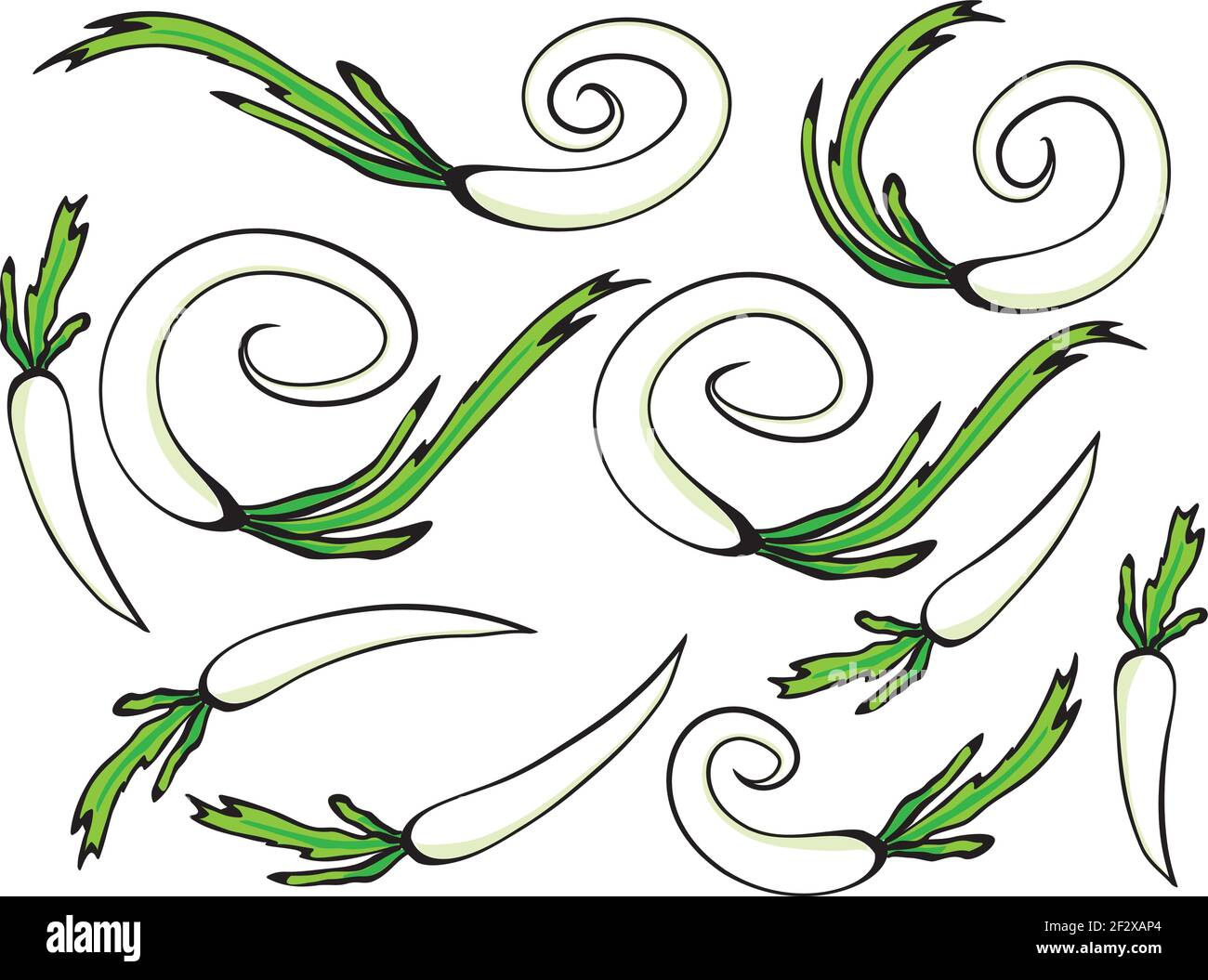 White radish design set background Stock Vector Image & Art - Alamy