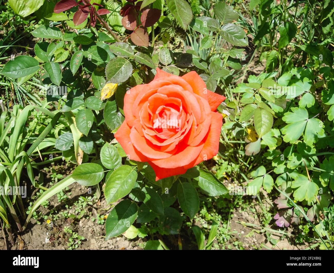 Colorful spring flowers blooming isolated in a garden Stock Photo - Alamy