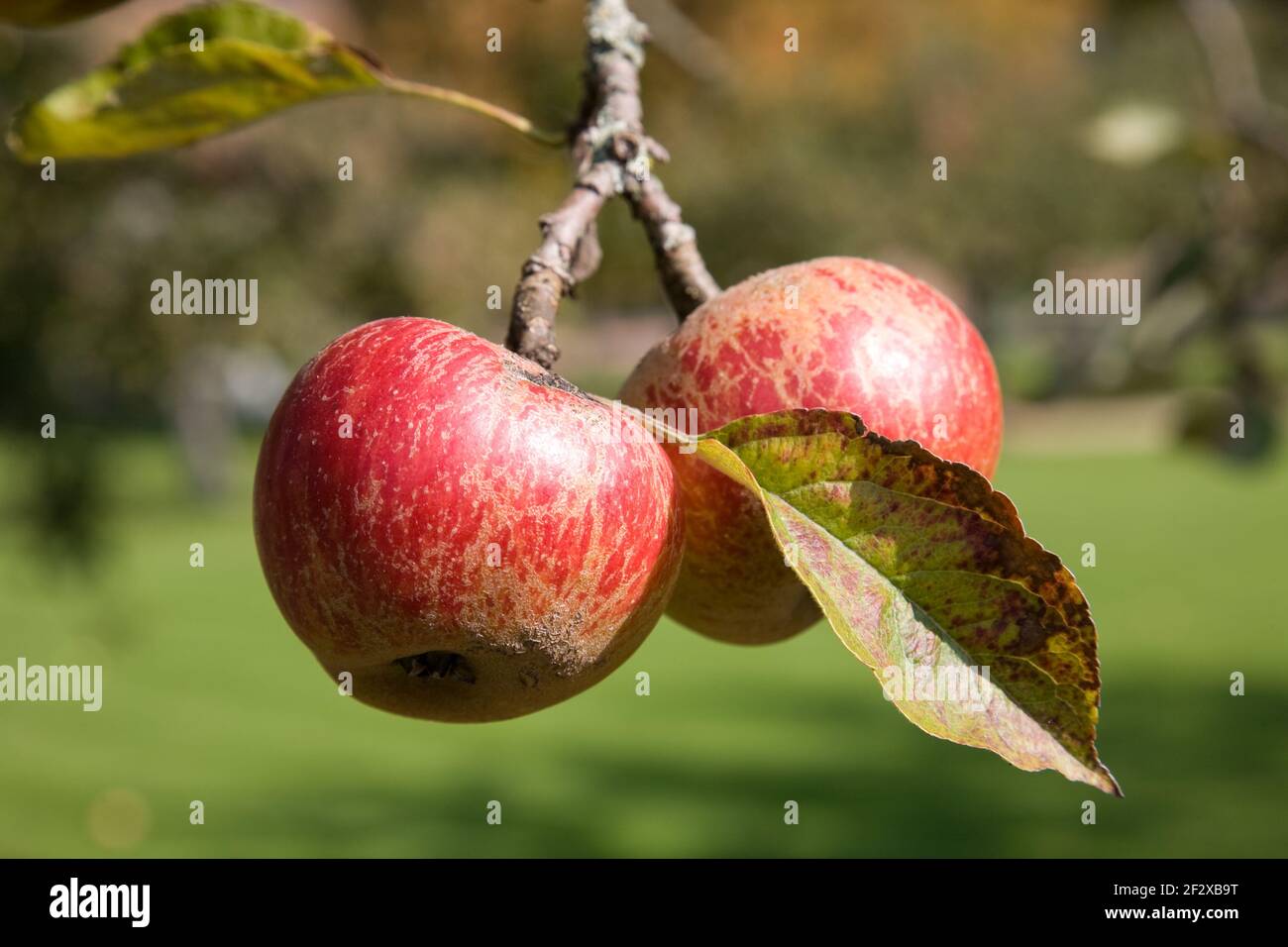 Fresh apples straight from the tree hi-res stock photography and images ...