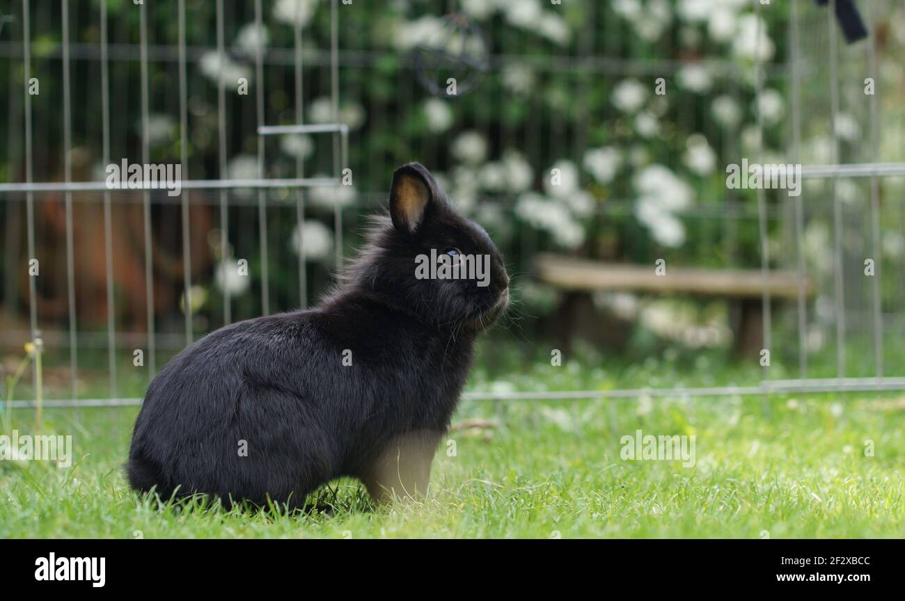 young black dwarf rabbit sitting on lawn in attentive position Stock ...