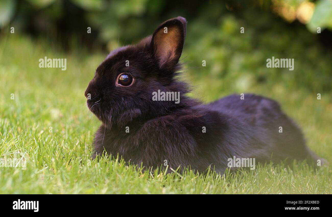 Rabbit lying hi-res stock photography and images - Alamy