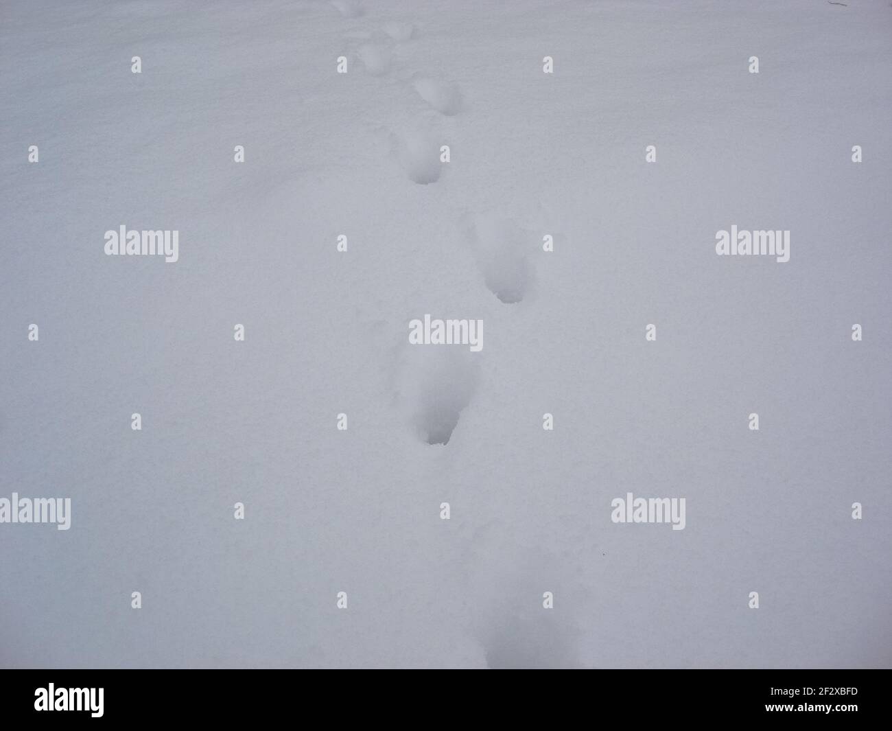 Perfectly shaped snow, snowy environment in the morning. Winter concept ...
