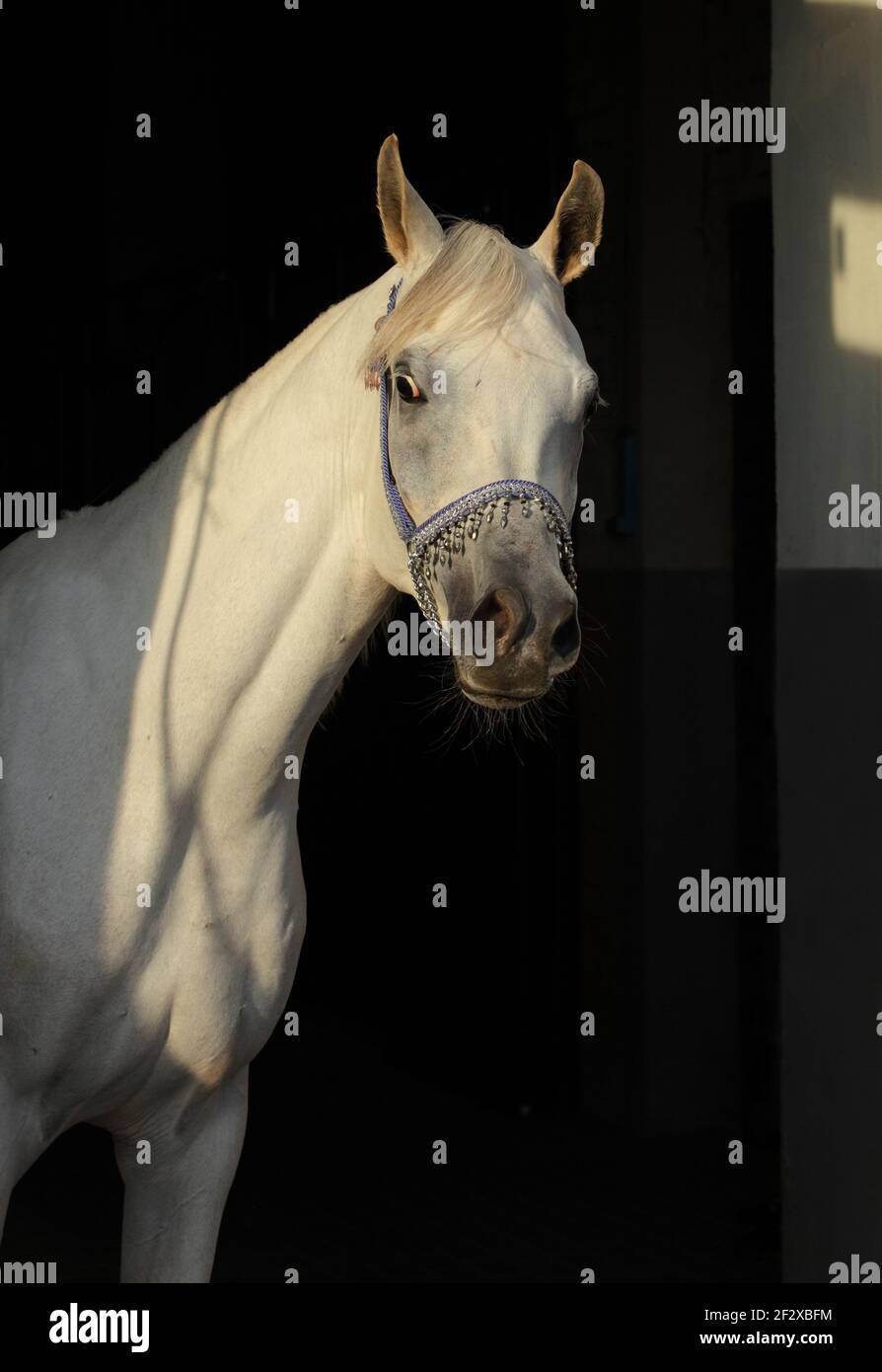 Beautiful white arabian horse portrait in the stable door Stock Photo ...