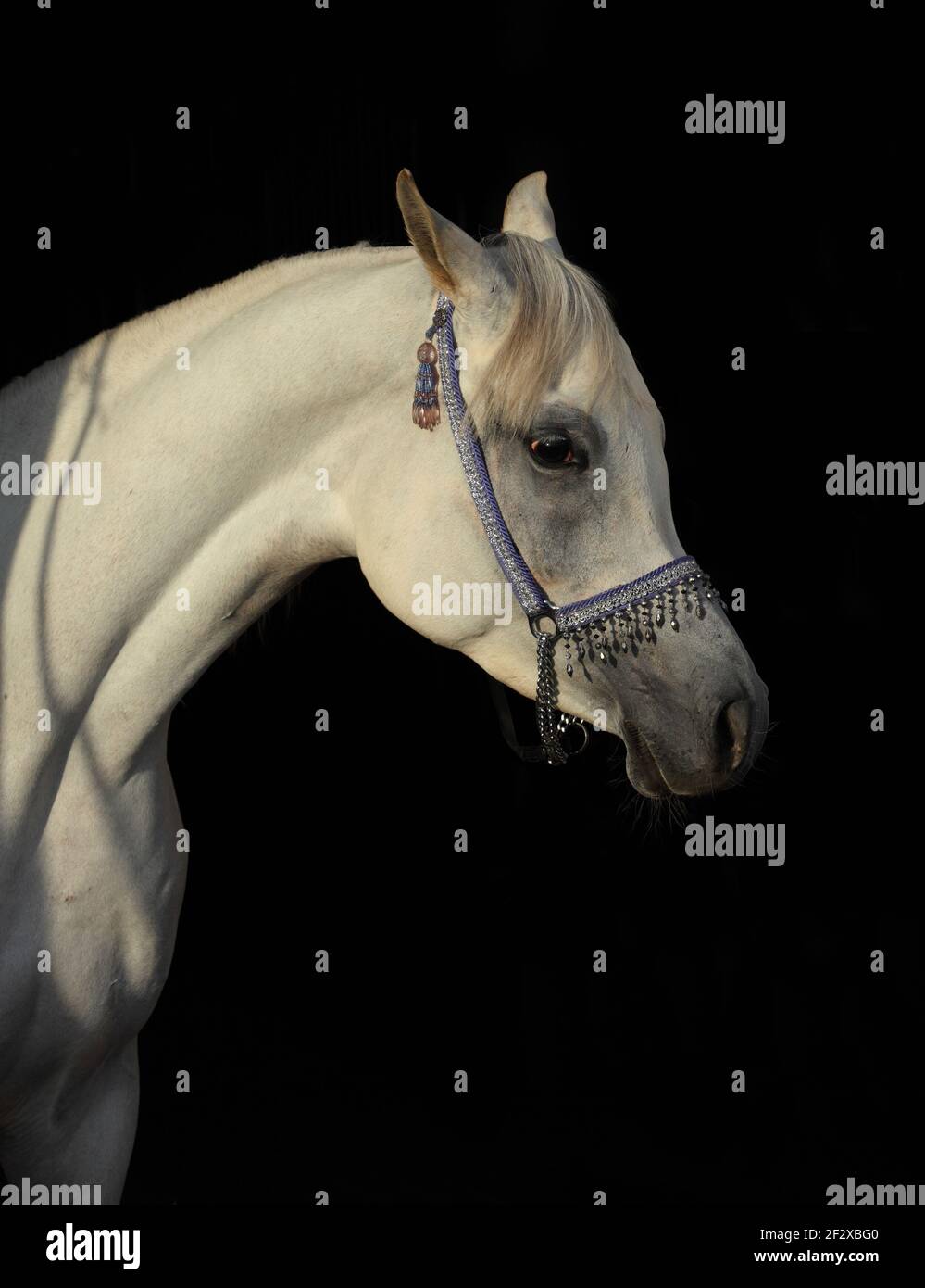 Beautiful white arabian horse portrait in the stable door Stock Photo ...