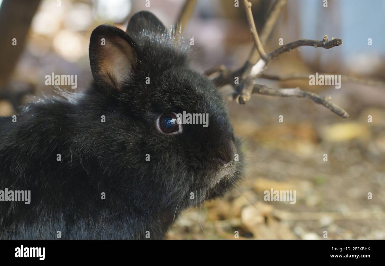 Portrait of black dwarf rabbit Stock Photo - Alamy