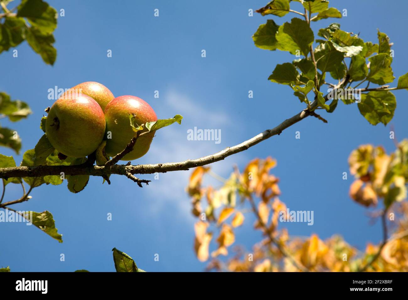 Fruit straight from the tree hi-res stock photography and images - Alamy