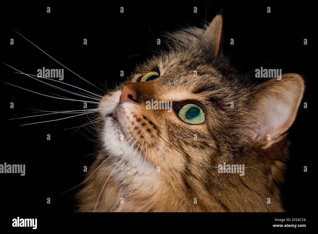 Cat looking up at a 45 degree angle. He looks like he is thinking deep ...