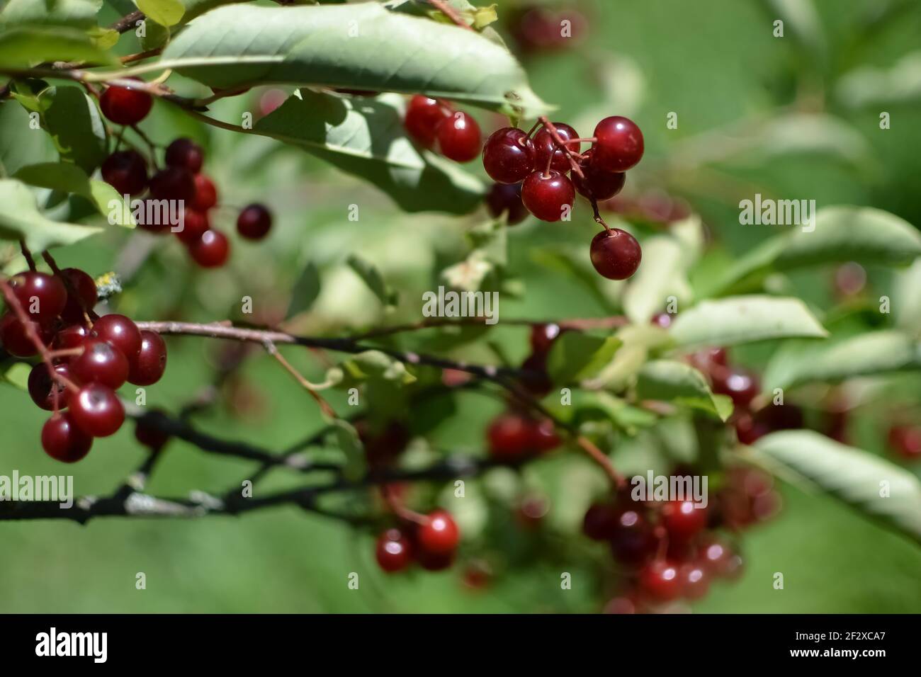 A bush with lots of red berries on branches autumnal background Close ...