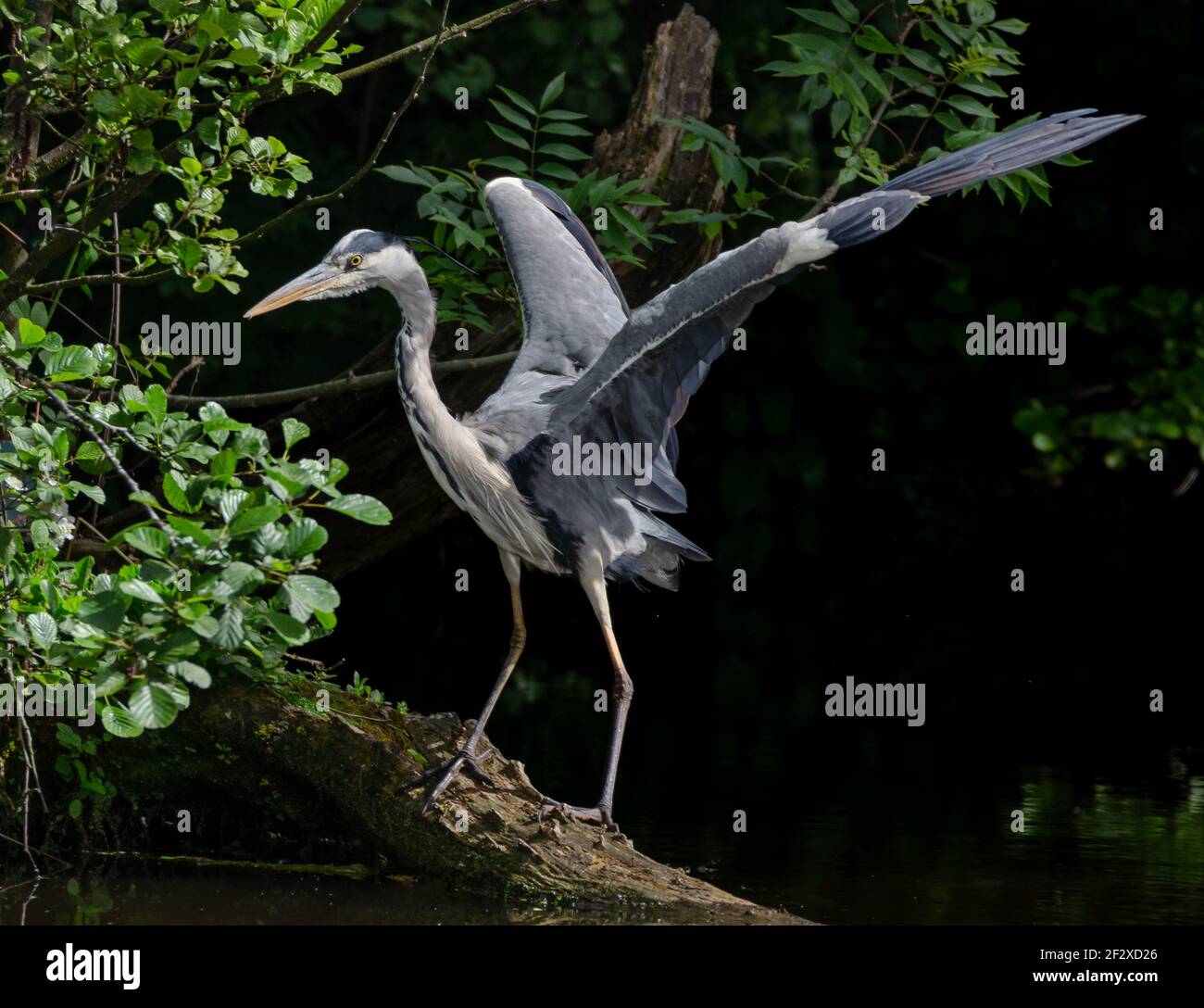 Hero birds hi-res stock photography and images - Alamy