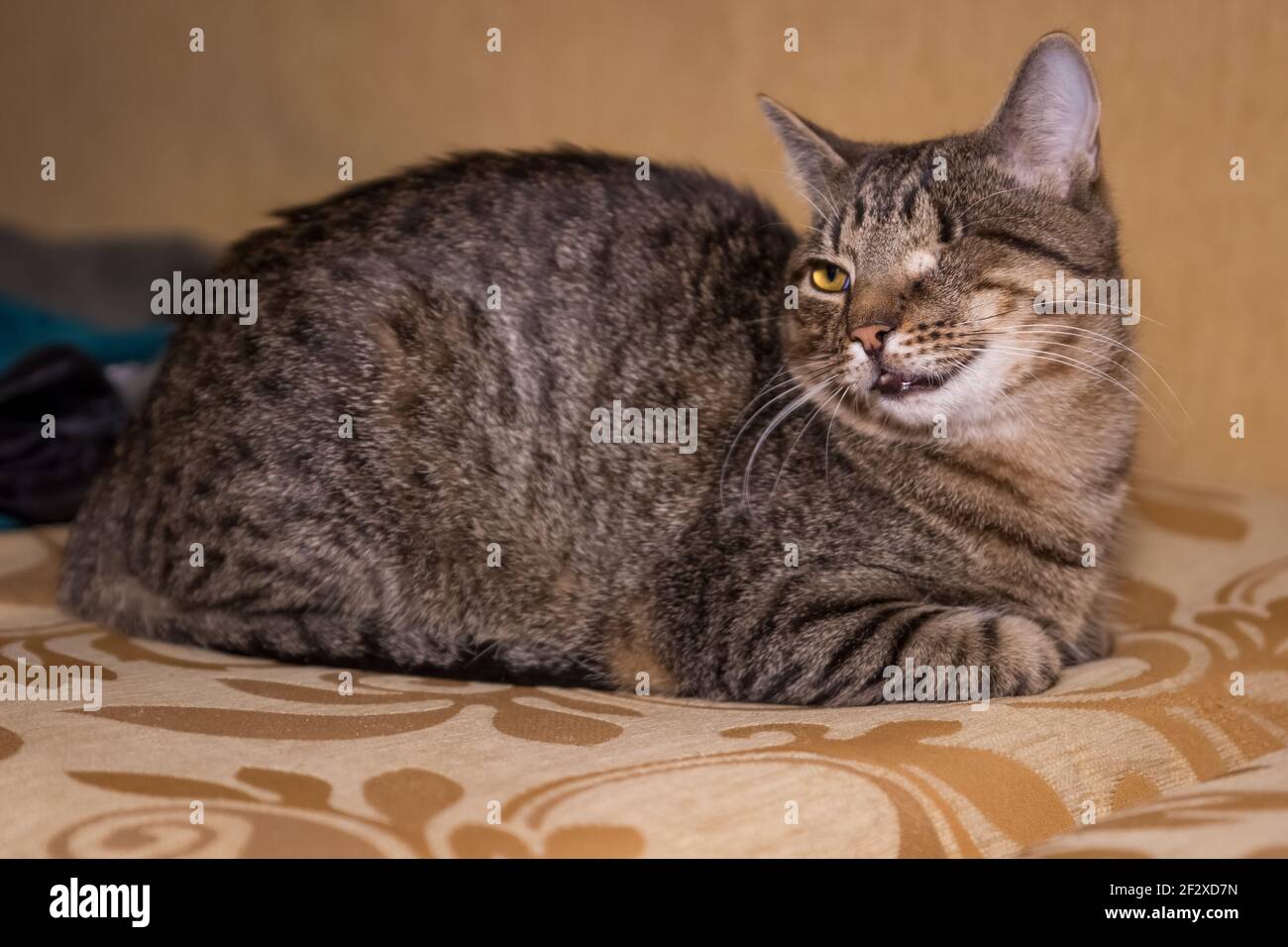 Gold eyed cat hi-res stock photography and images - Alamy