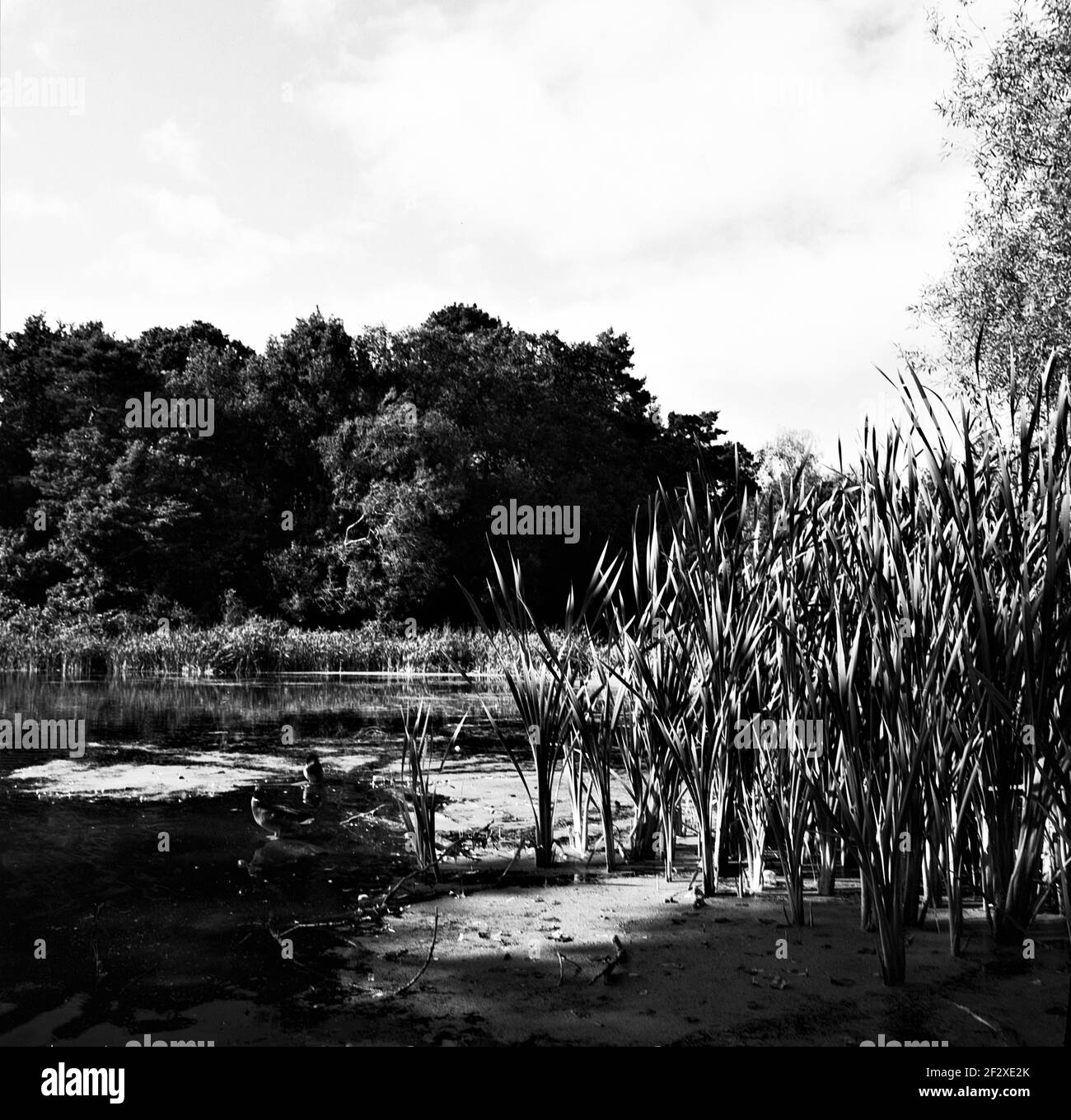 Co down landscape Black and White Stock Photos & Images - Alamy