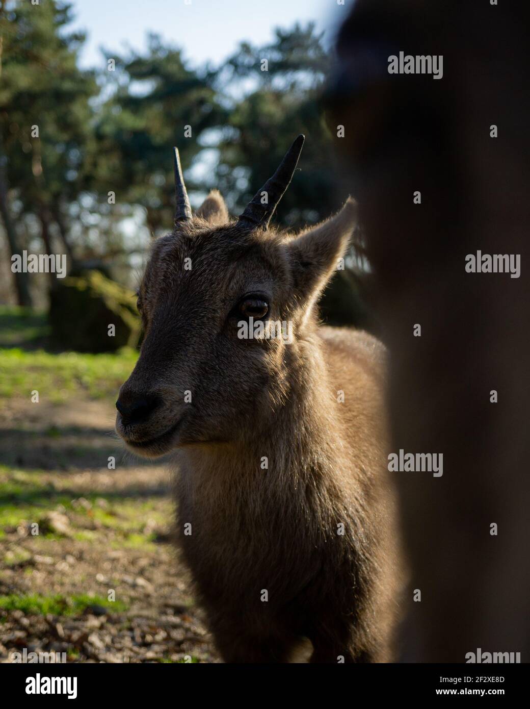 A vertical shot of an adorable goat with small horns in the field Stock ...