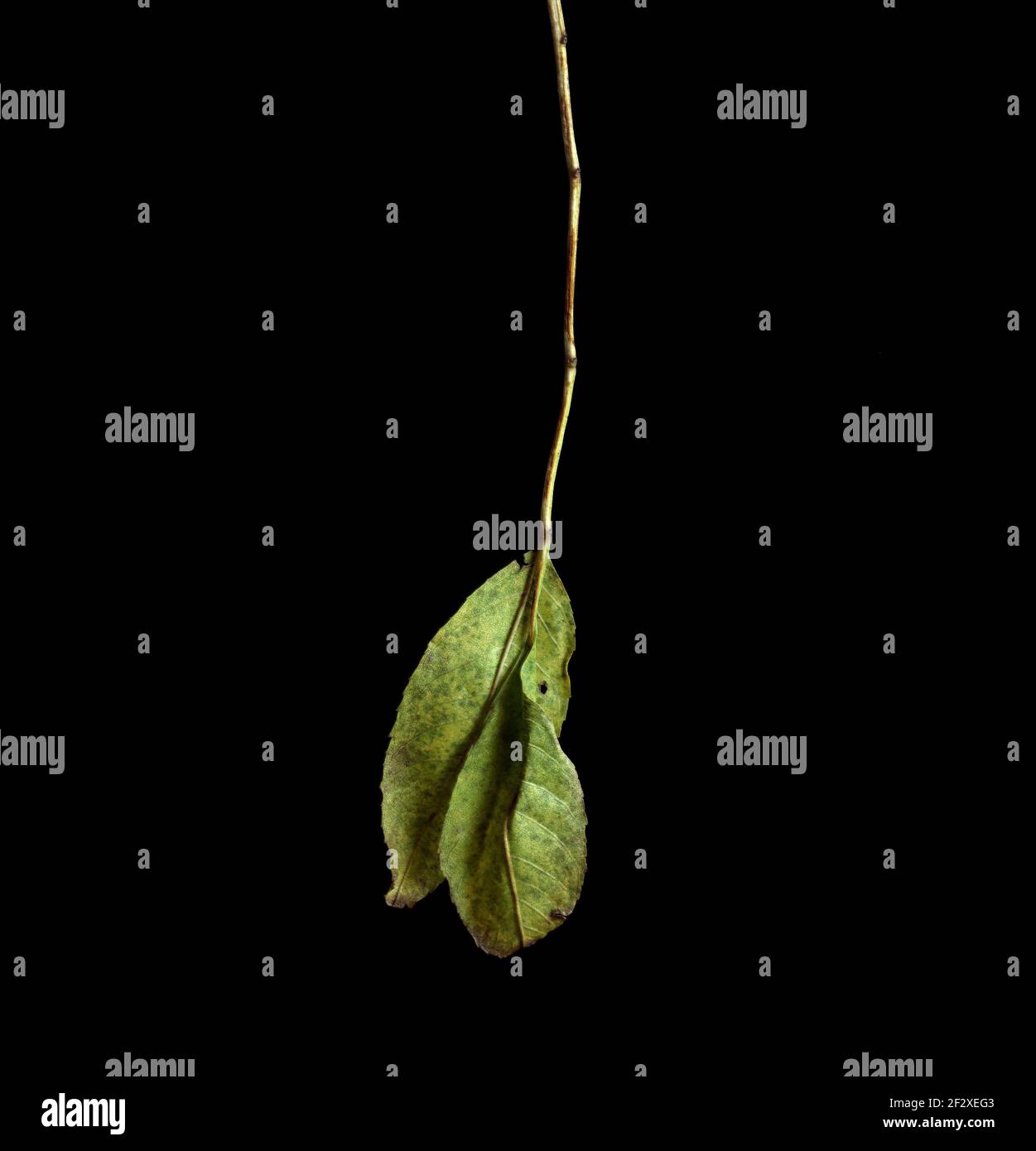 A thin branch with two leaves isolated on a black background Stock ...