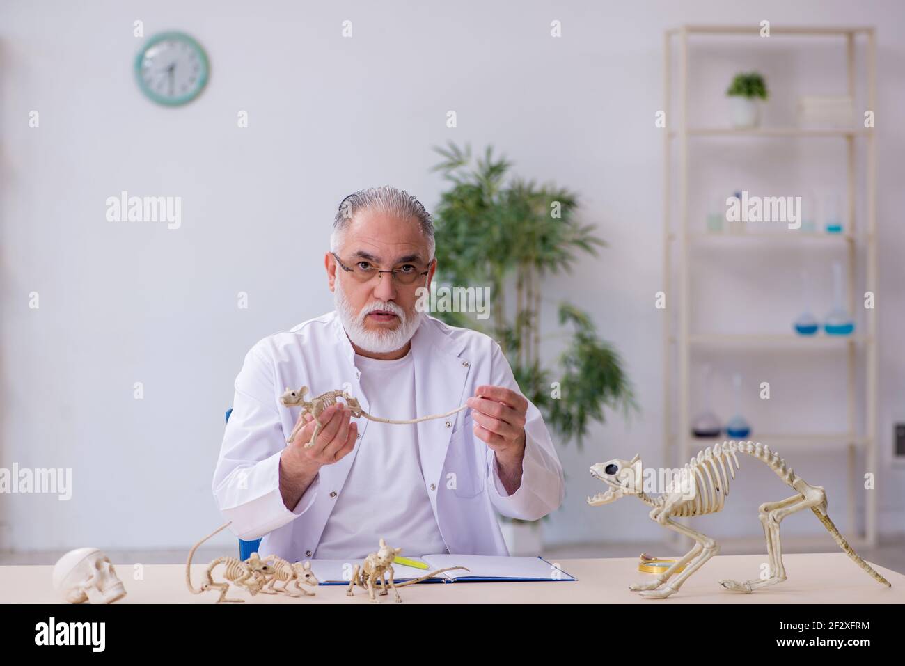 Old paleontologist examining ancient animals at lab Stock Photo - Alamy