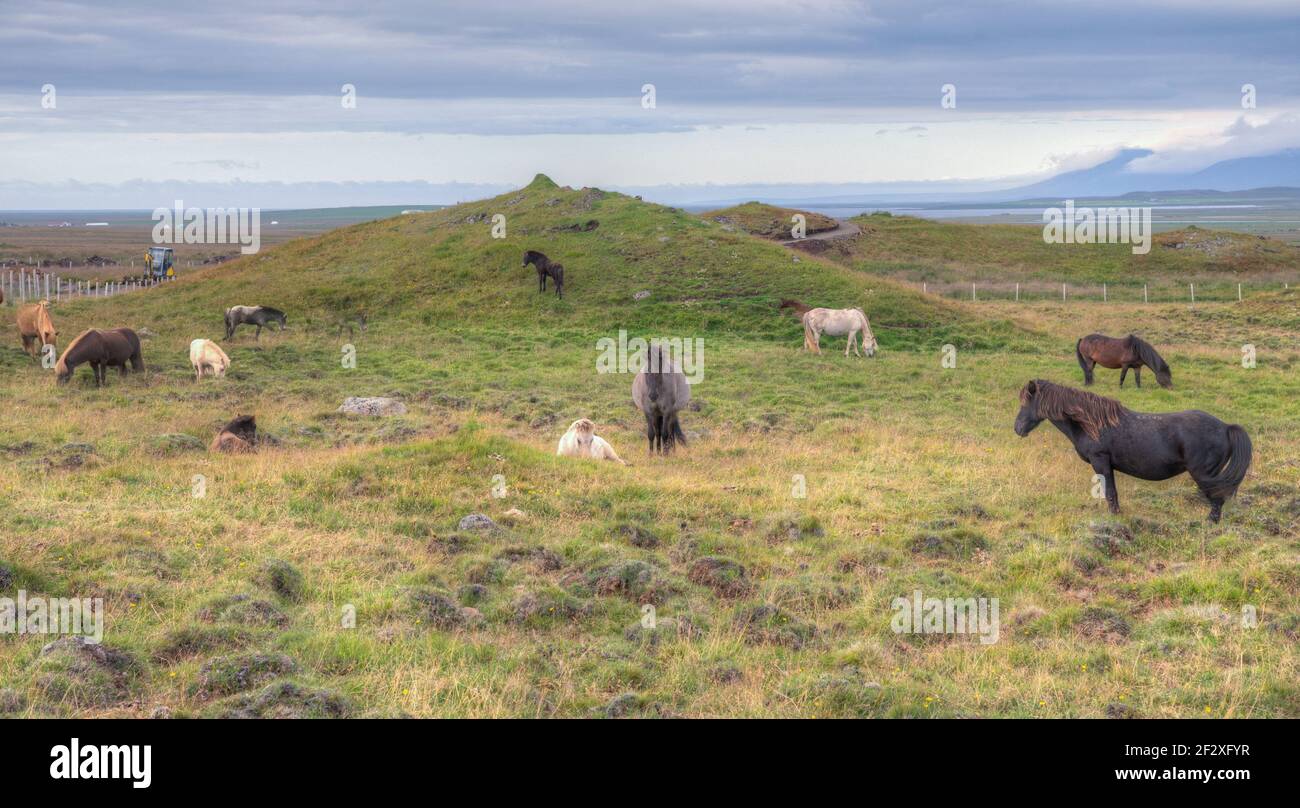 Wild Icelandic horses grazing at lush countryside Stock Photo - Alamy