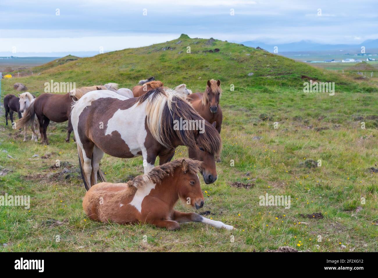 Wild Icelandic horses grazing at lush countryside Stock Photo - Alamy