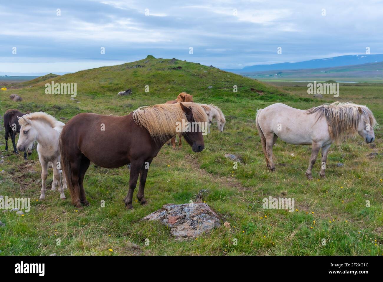 Wild Icelandic horses grazing at lush countryside Stock Photo - Alamy