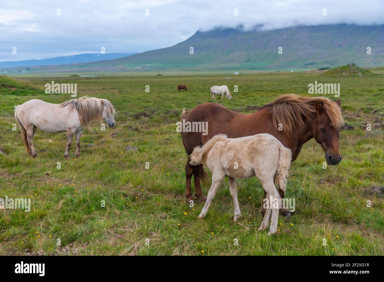 Wild Icelandic horses grazing at lush countryside Stock Photo - Alamy