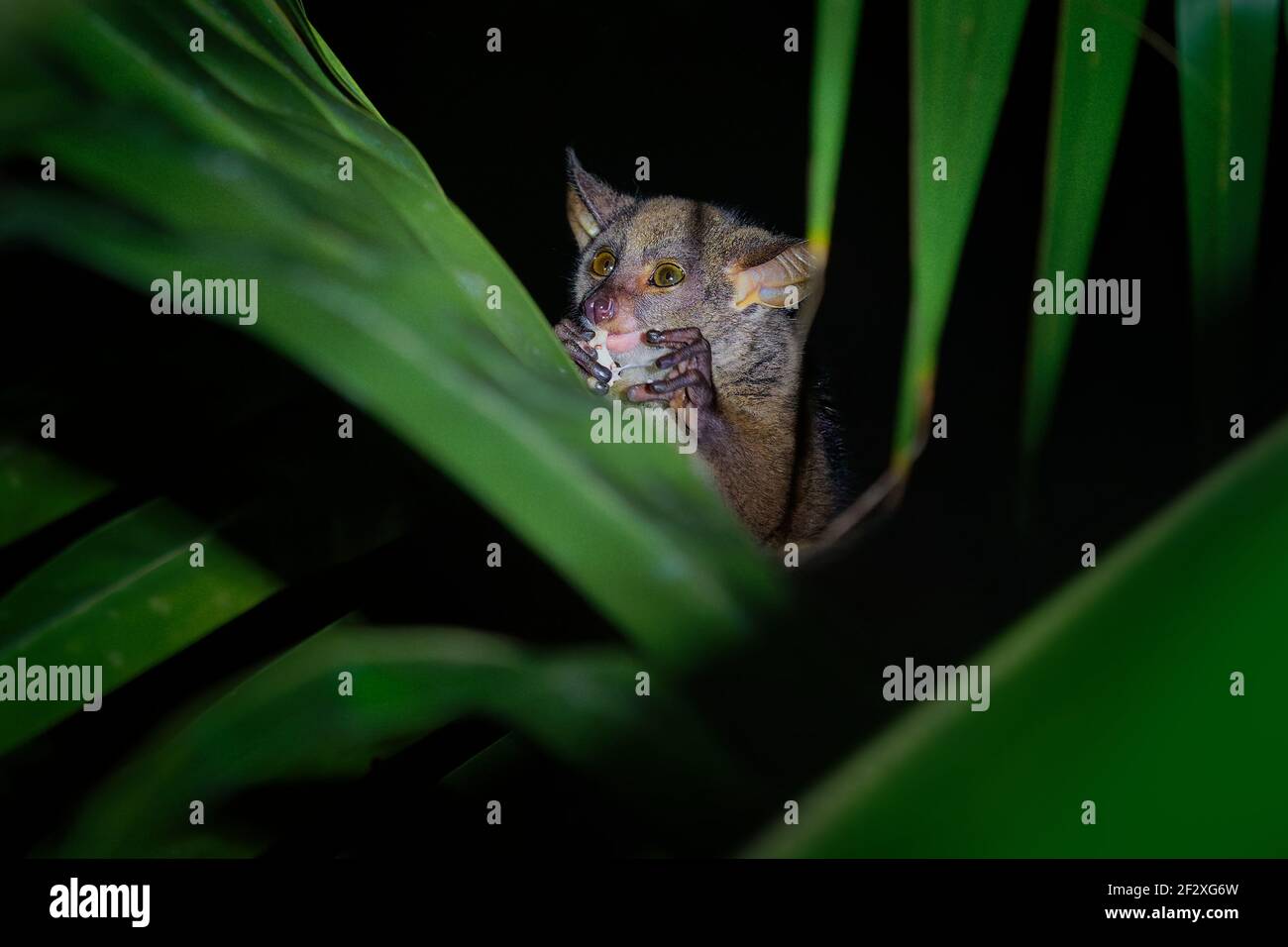 Northern Greater Galago - Otolemur garnettii also Garnett greater ...