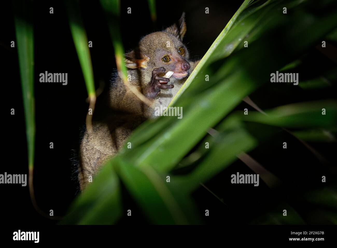 Northern Greater Galago - Otolemur garnettii also Garnett greater ...