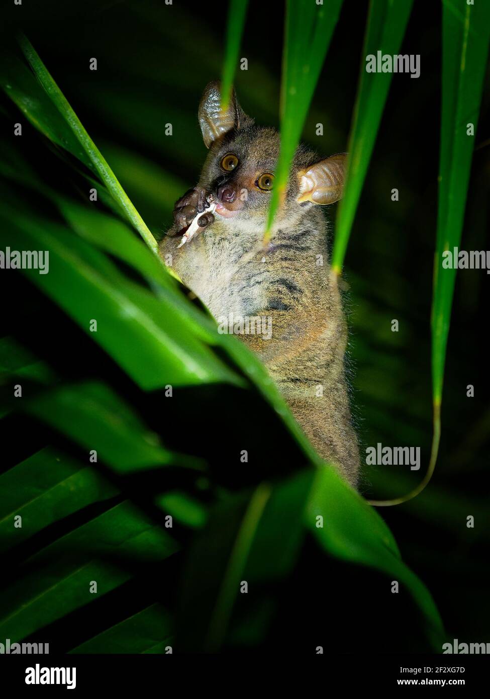 Galago tree tree hi-res stock photography and images - Alamy