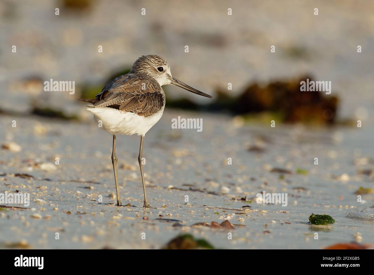 Common Greenshank - Tringa nebularia is a wader in family Scolopacidae ...