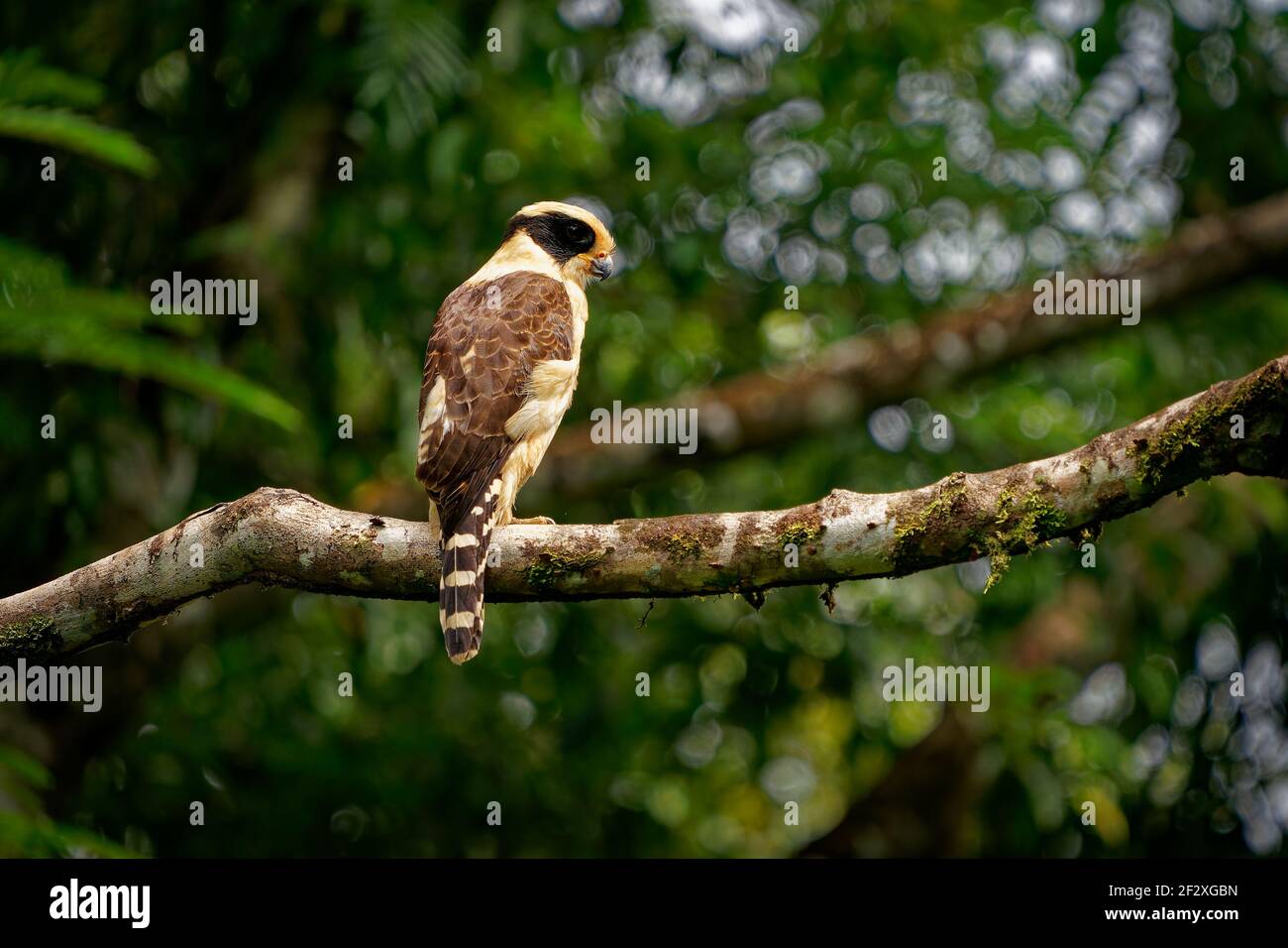 Laughing Falcon - Herpetotheres cachinnans also snake hawk, bird of ...