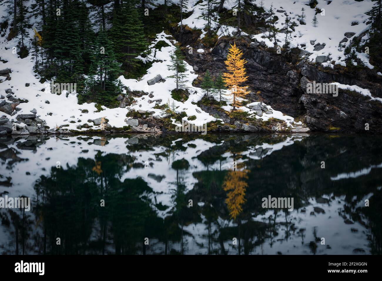 A larch tree reflecting off of Lake Agnes in Banff National Park in ...