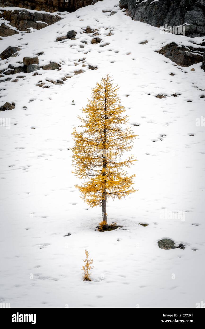Golden larch tree hi-res stock photography and images - Alamy