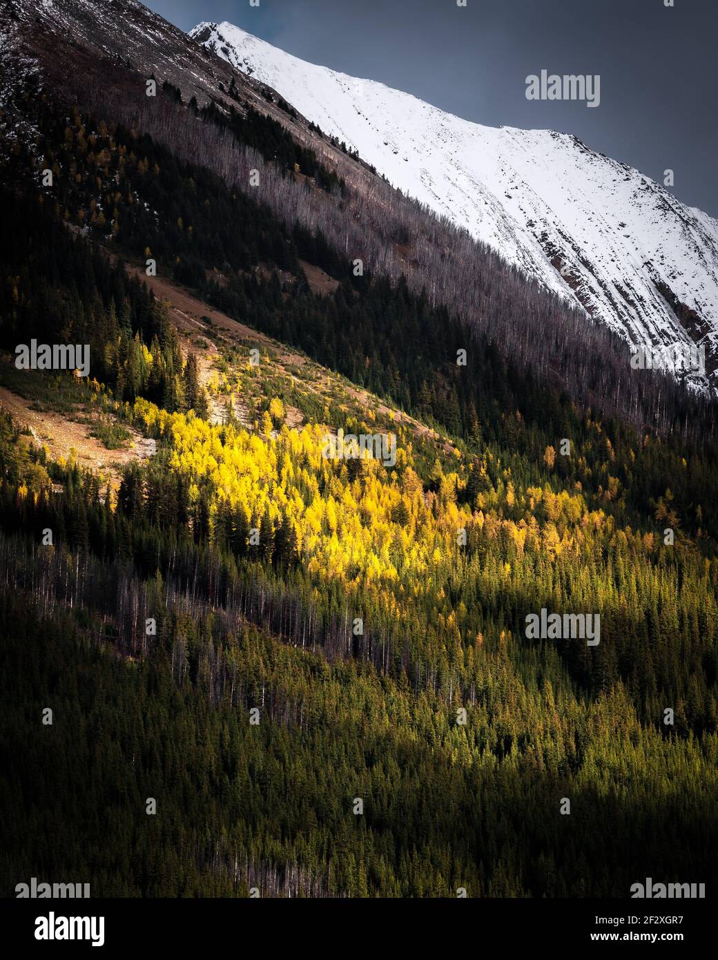 Larch trees glowing gold high up in the Canadian Rockies alpine region ...