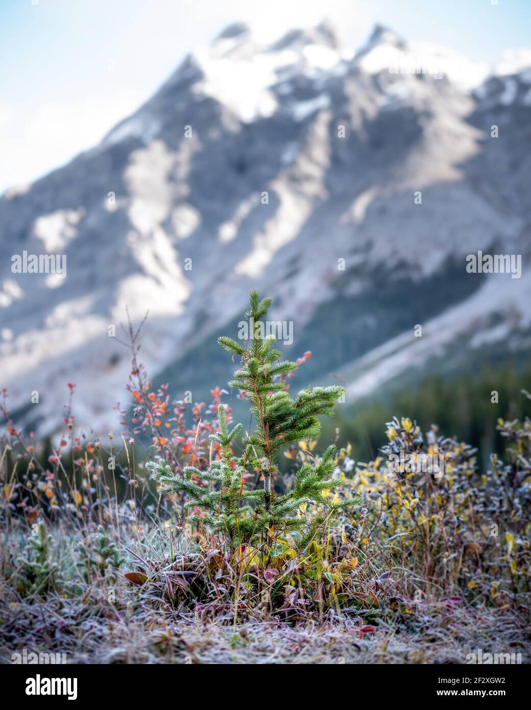 Canadian rockies flowers hi-res stock photography and images - Alamy