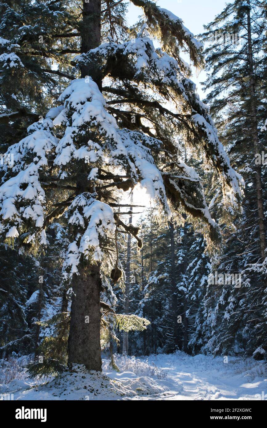 Tall old-growth spruce tree in winter with sun and snow Stock Photo - Alamy