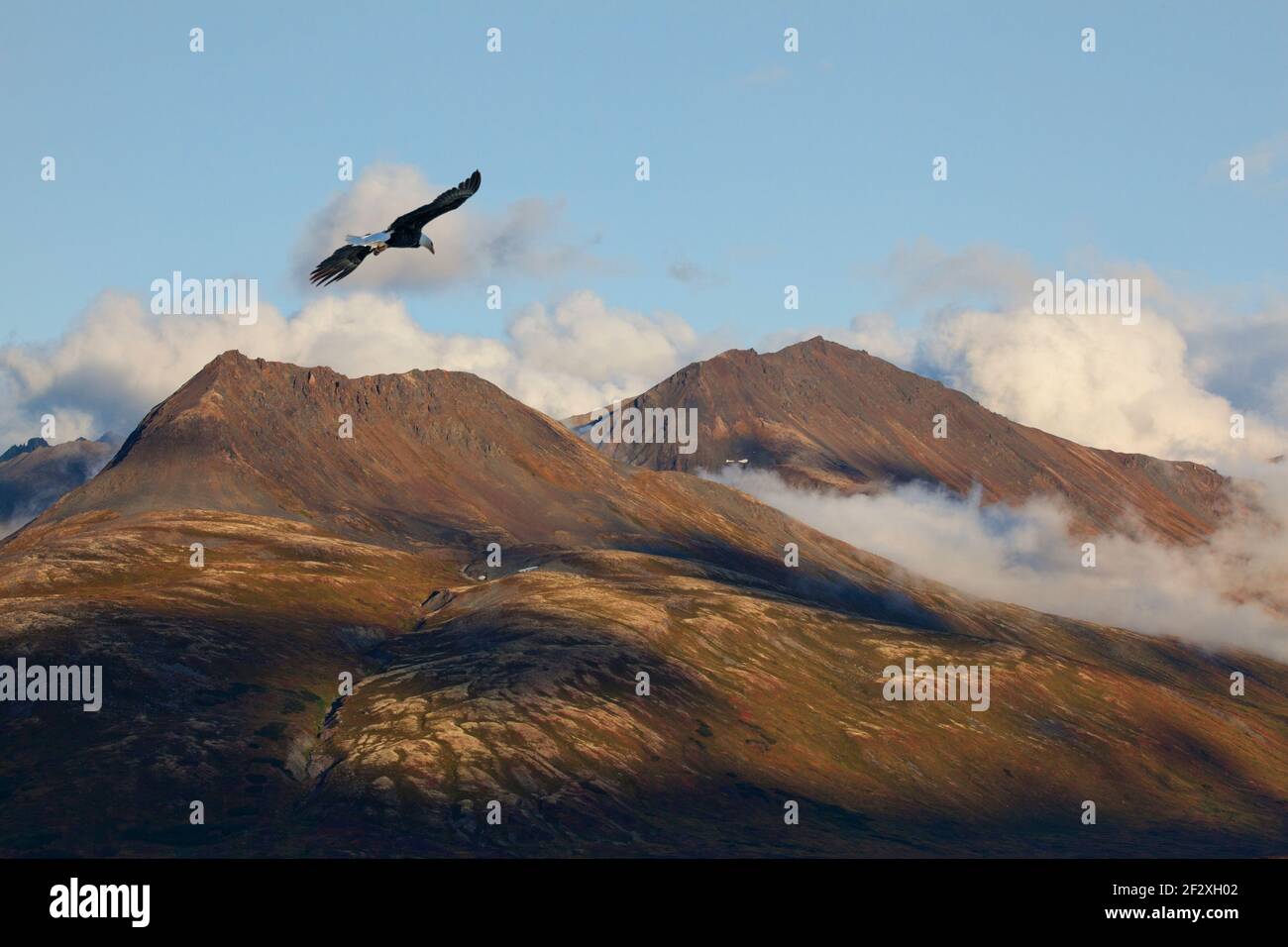 Eagle soaring mountains hi-res stock photography and images - Alamy