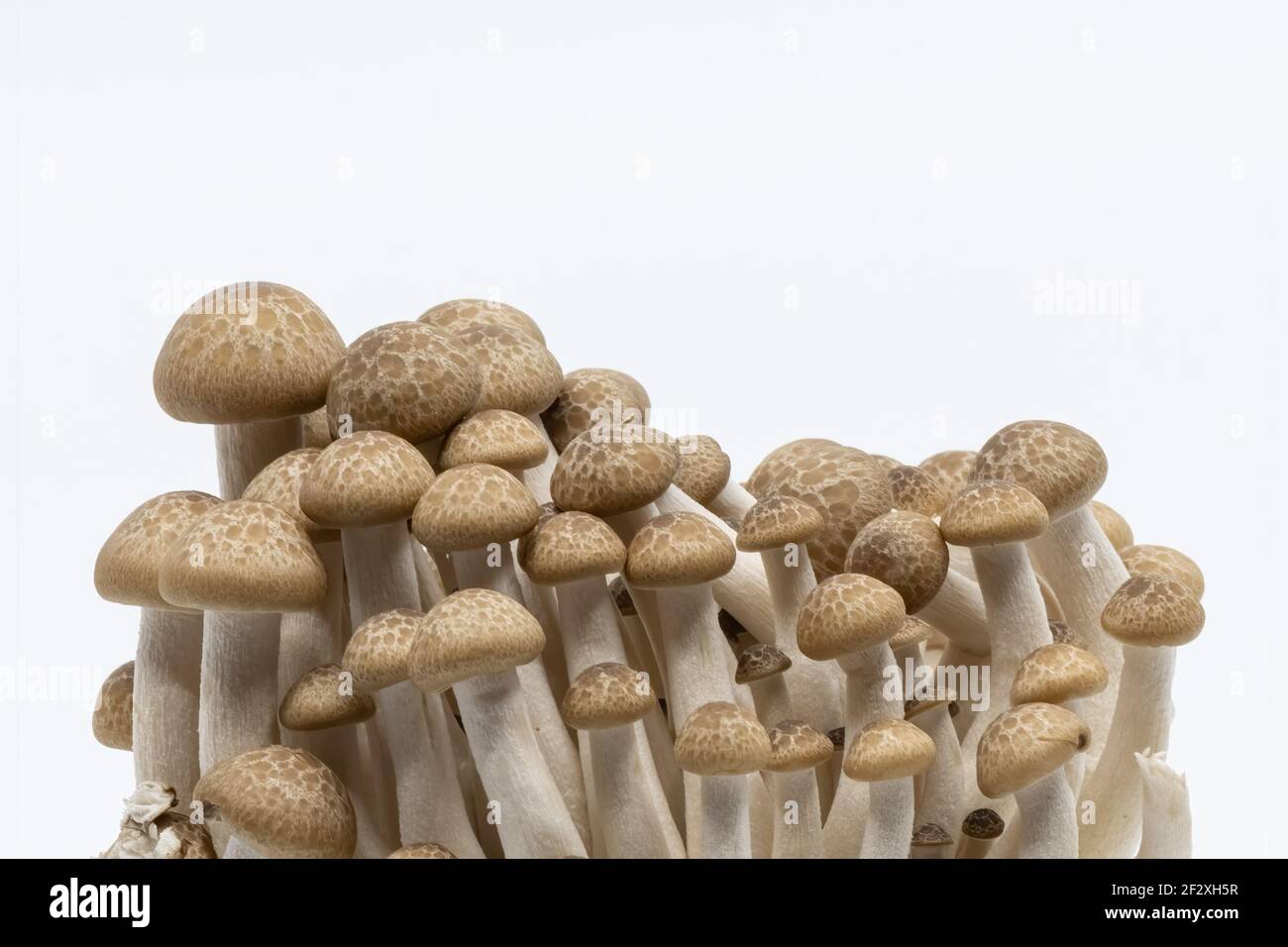 Close-up Shimeji Mushrooms isolated on White Background. Brown Shimeji ...