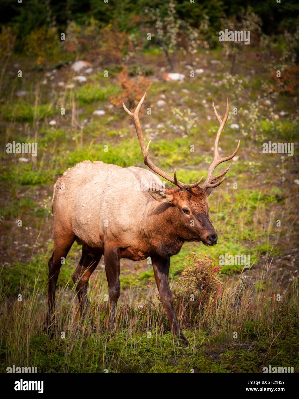 Elk in banff national park forest hi-res stock photography and images ...