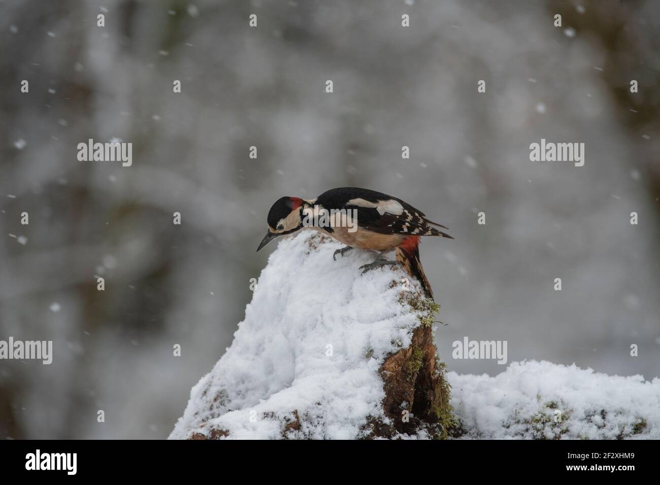 Great spotted woodpecker scotland hi-res stock photography and images ...