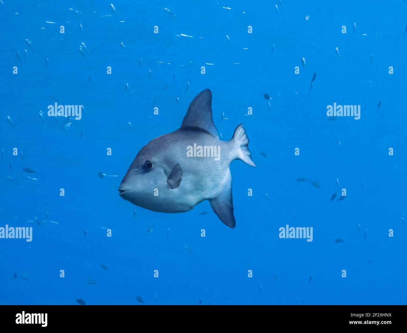 Ocean Triggerfish in coral reef of Caribbean Sea, Curacao Stock Photo ...