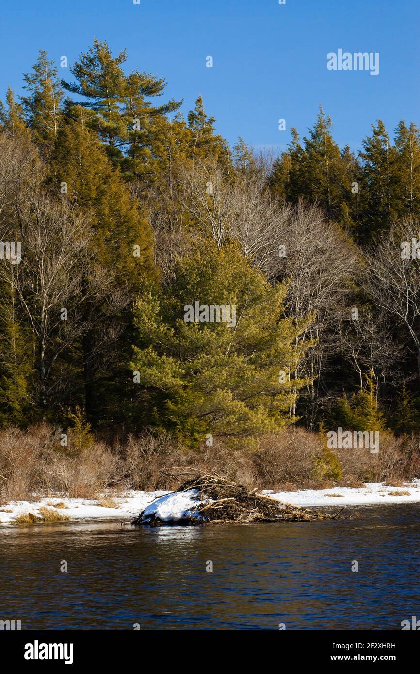 A beaver lodge in late winter on Lower Lake at Promised Land State Park ...