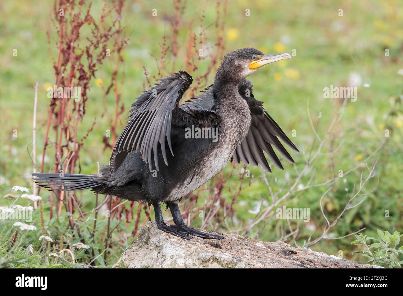 great cormorant, Phalacrocorax carbo, juvenile standing on short ...