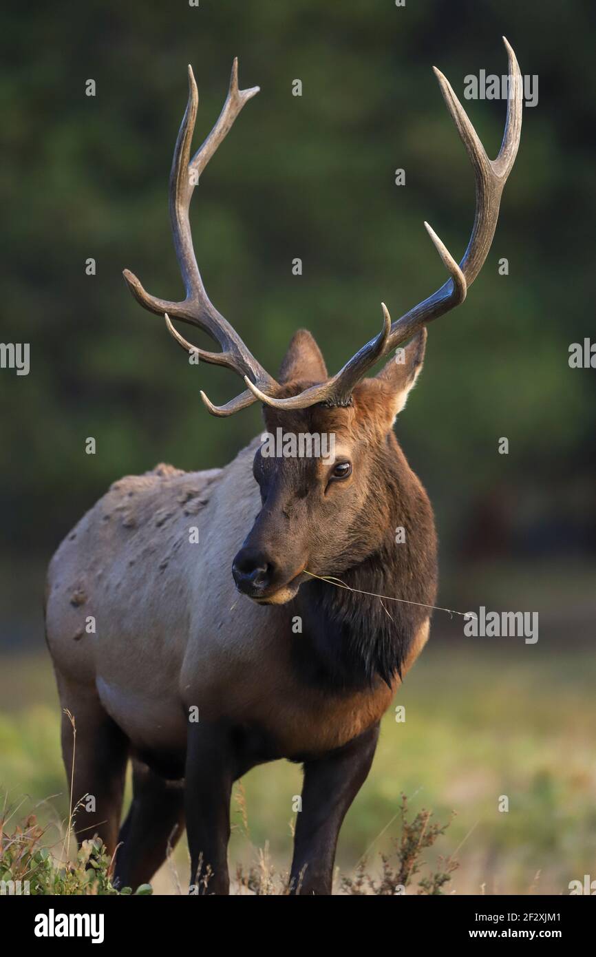 Antlers autumn fall vertical hi-res stock photography and images - Alamy
