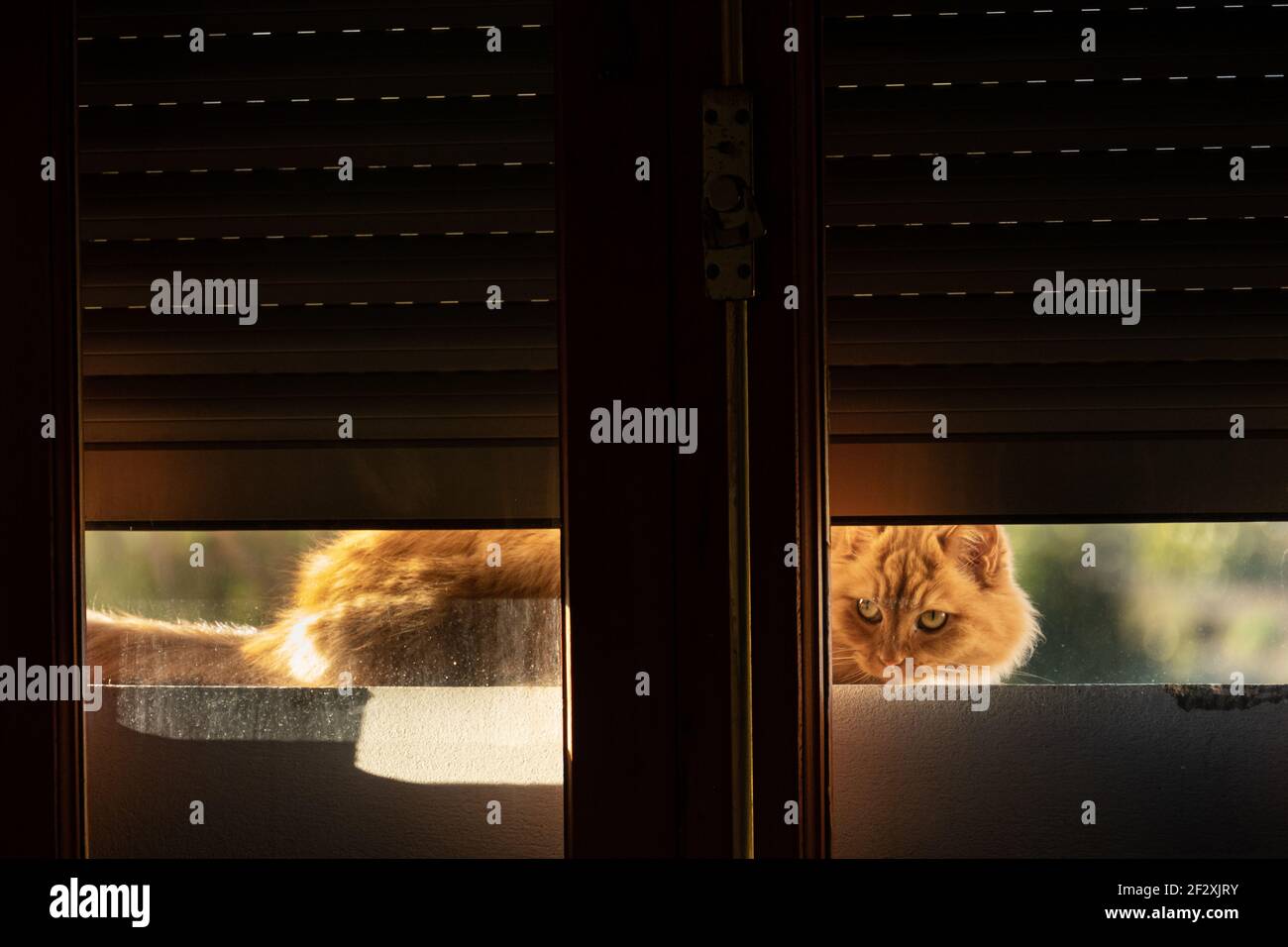 Orange cat outside the window looking inside the house Stock Photo - Alamy