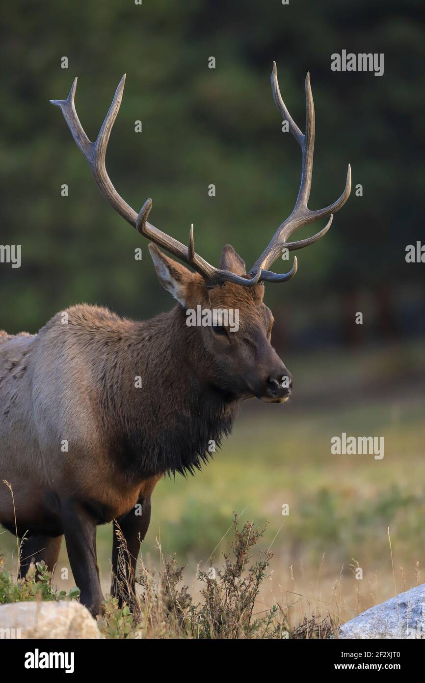Antlers autumn fall vertical hi-res stock photography and images - Alamy