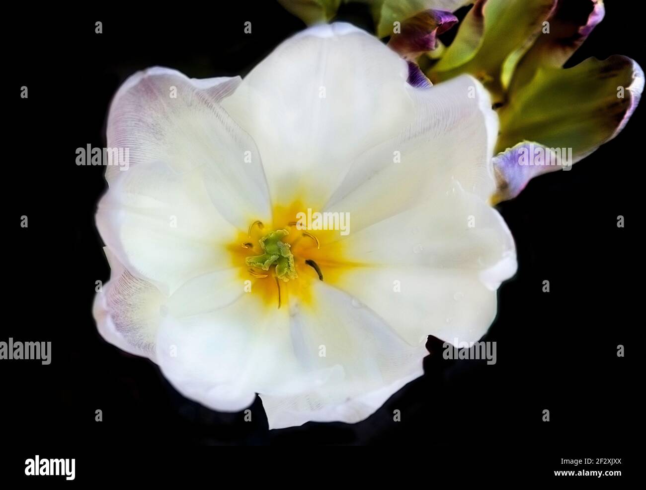 open white tulip Stock Photo - Alamy