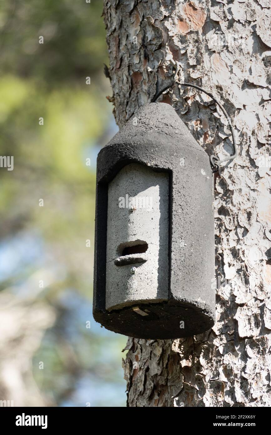 Bat box nest on a tree Stock Photo - Alamy