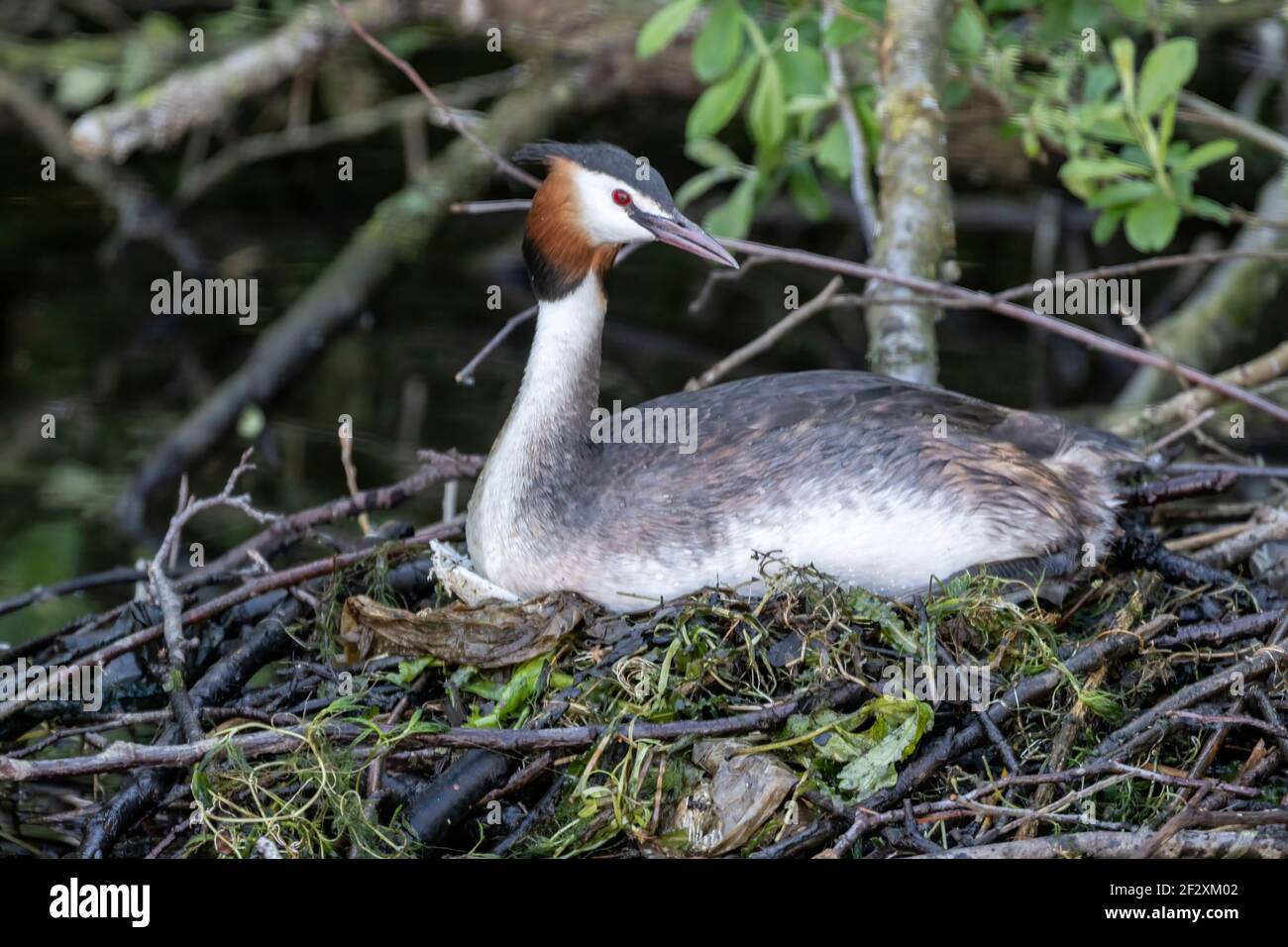 great crested grebe, Podiceps cristatus, adult sitting on nest over ...