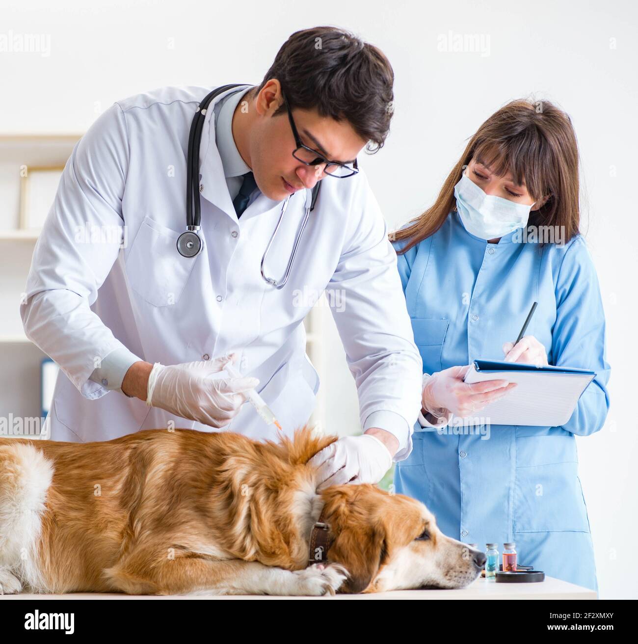 Doctor and assistant checking up golden retriever dog in vet clinic ...