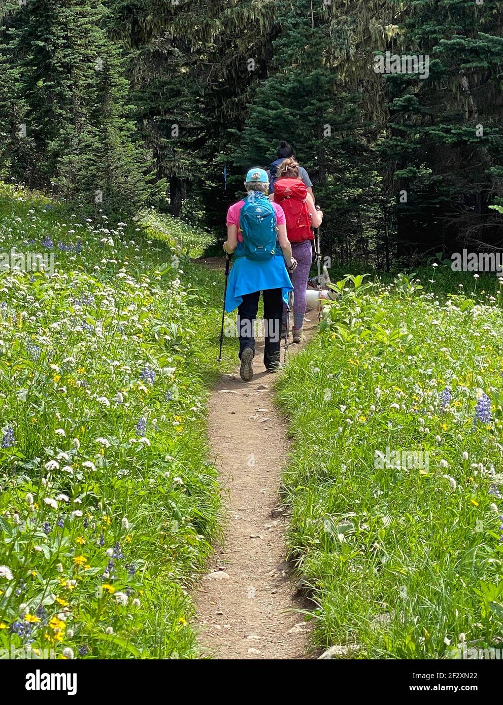 28 skyline divide trail hi-res stock photography and images - Alamy