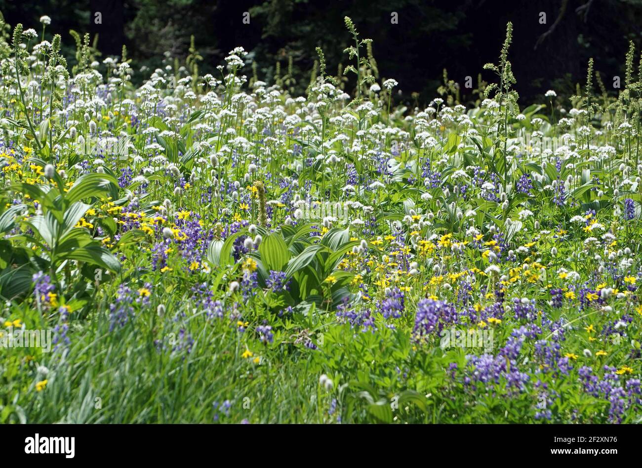 11 skyline divide trail hi-res stock photography and images - Alamy